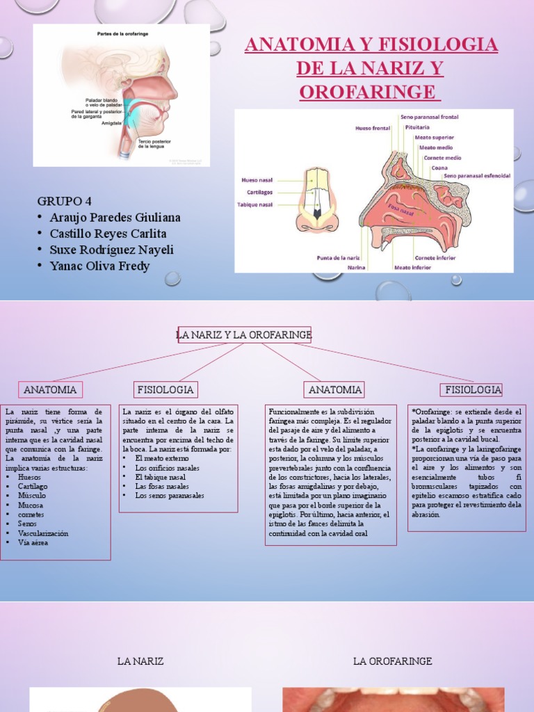 Anatomia Y Fisiologia de La Nariz Y Orofaringe | PDF