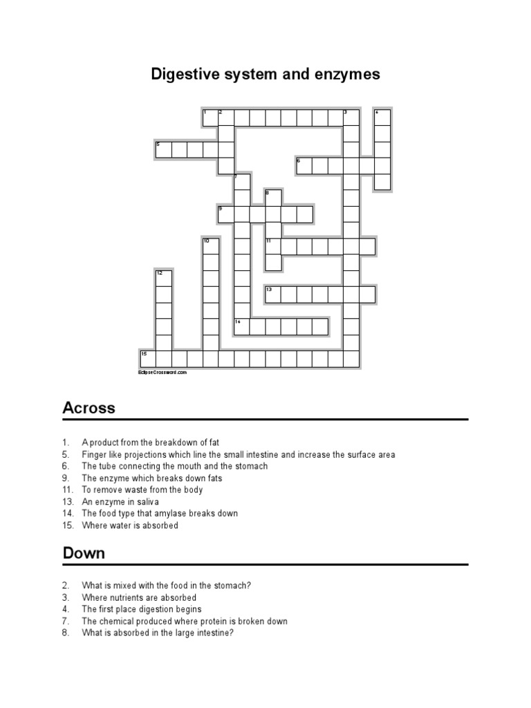 Digestive System and Enzymes Pupil Enzymes Crossword | PDF