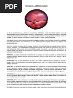 Aparato Reproductor de Cuyes de Hembra y Macho | PDF | Testículo | Útero