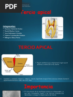 Foramen Apical, Foraminas y Delta Apical-Salazar Lucio | PDF | Diente ...