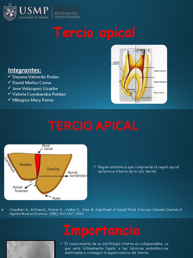 tercio apical endo | PDF | Anatomia dental | Ramas de Odontología