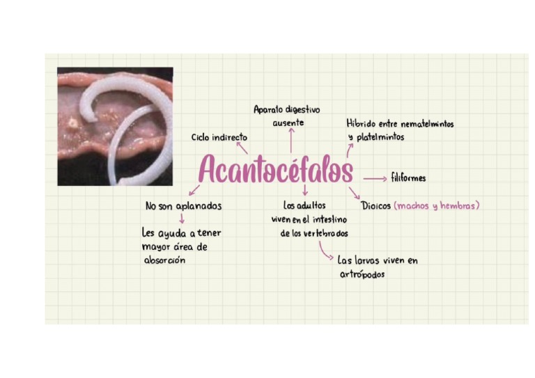 Acantocéfalos Mapa Conceptual | PDF