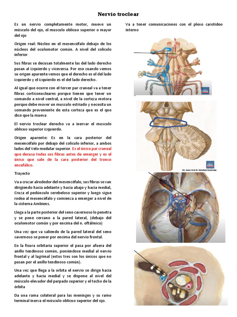 Nervio Troclear | PDF