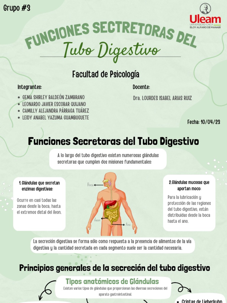 Funciones Secretoras Del Tubo Digestivo-Grupo 3 | PDF | Bilis | Estómago