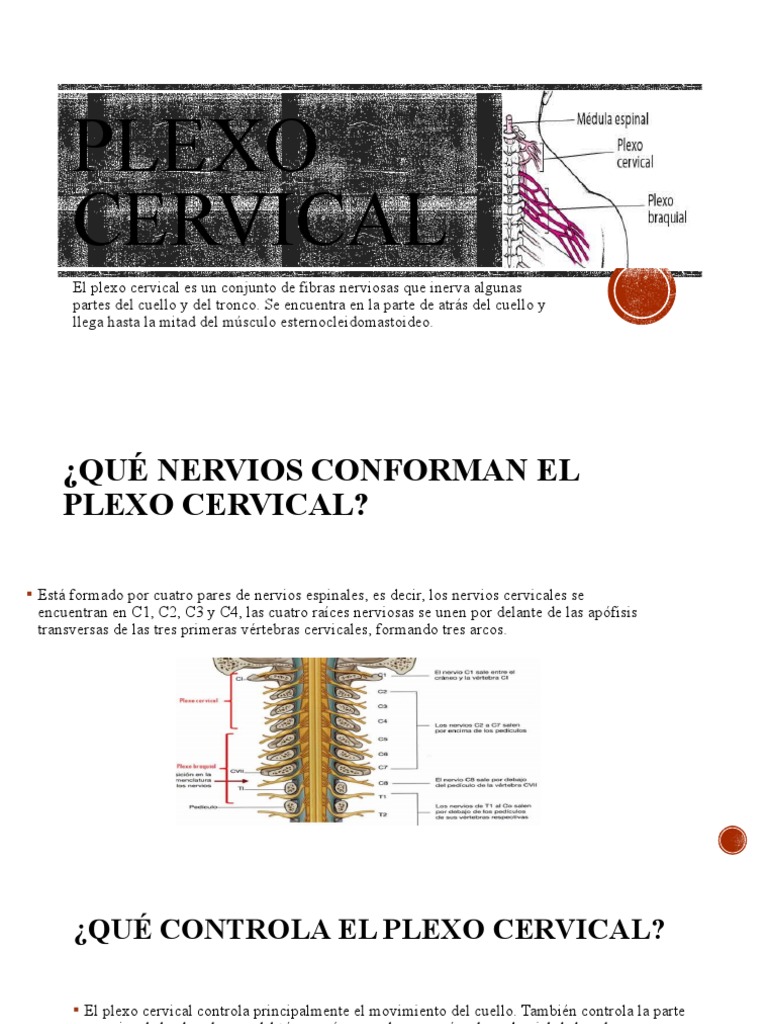 Plexo Cervical | PDF | Anatomía | Cabeza y cuello humanos