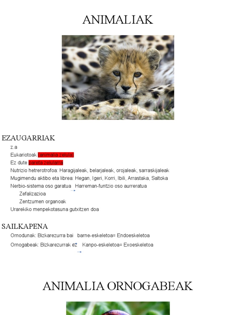 Animaliak | PDF