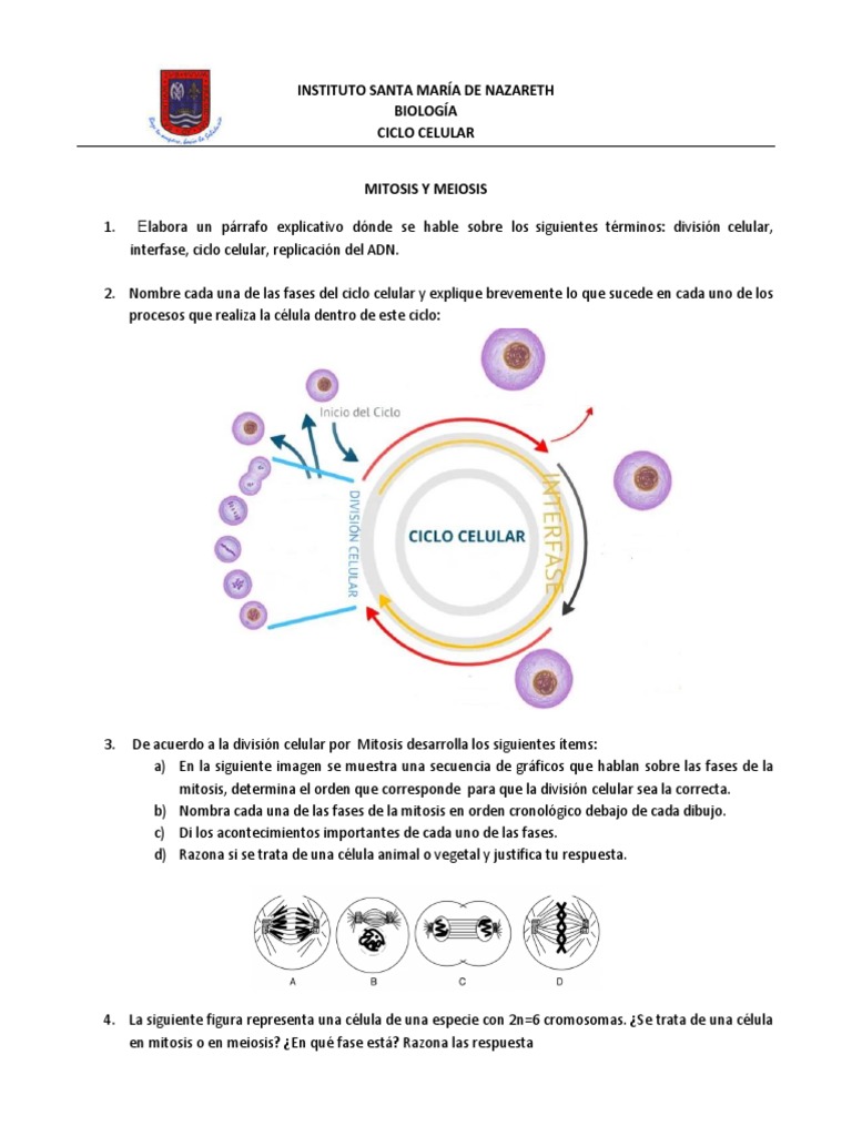 Mitosis y Meiosis - Actividad | PDF | Mitosis | Mitosis