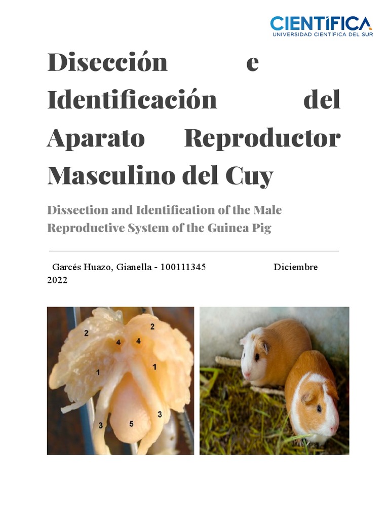 Disección del Aparato Reproductor del Cuy | PDF | Conejillo de indias ...