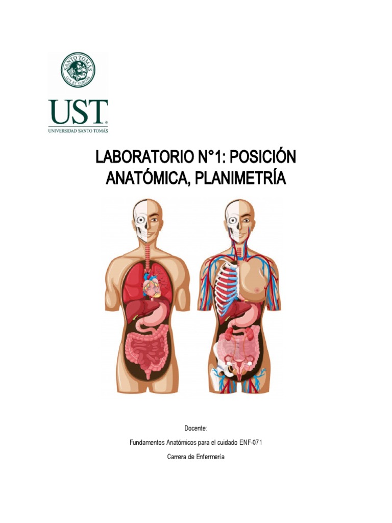 Anatomía: Posiciones y Planos Básicos | PDF | Métodos y materiales de ...