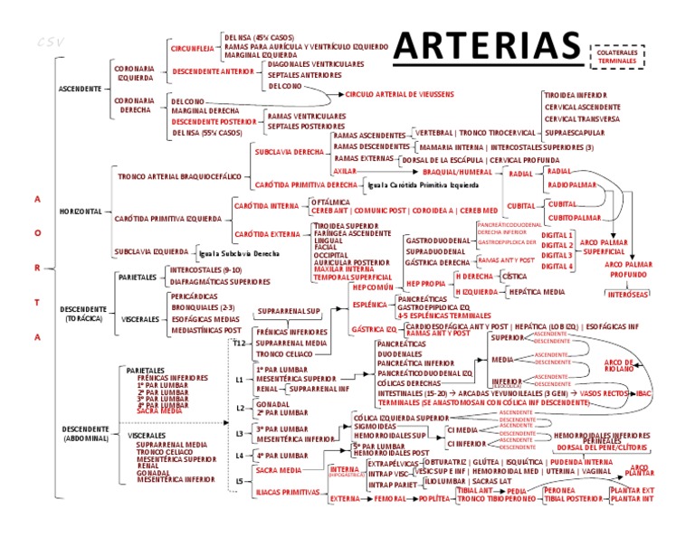 Anatomía de Arterias Principales | PDF | Arteria carótida común ...