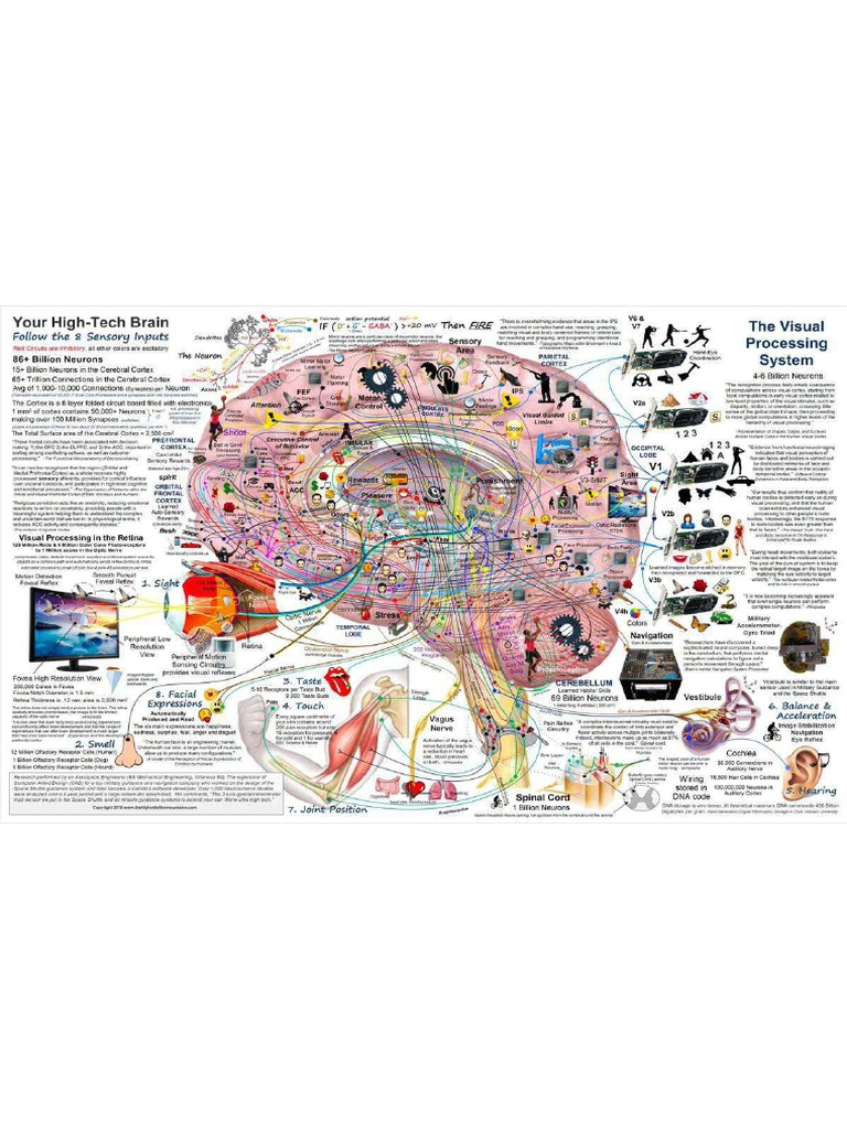 Schematic of Circuits and Functions of The Human Brain | PDF