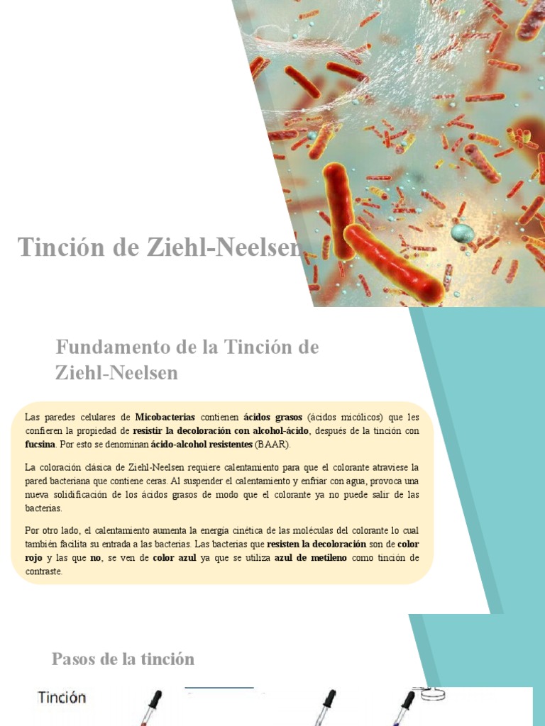 Tinción de Ziehl-Neelsen | PDF | Las bacterias | Inmunohistoquímica