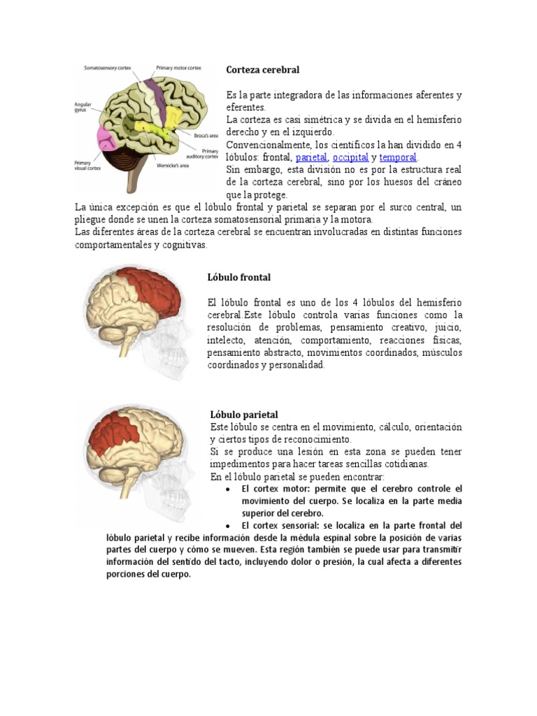 10 Enfermedades Del Sistema Nervioso | PDF | Cerebro | Sistema límbico