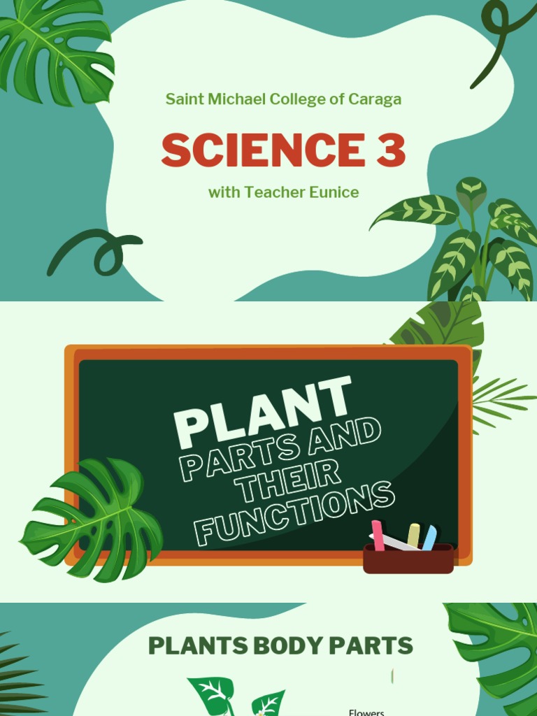 Grade 3 Plants Parts and Their Functions | PDF | Flowers | Petal