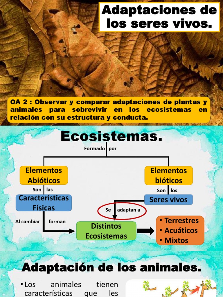Adaptaciones de Seres Vivos | PDF | Ecosistema | Aves
