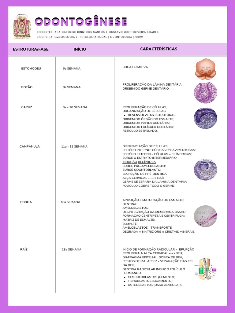 Resumo Odontogênese | PDF