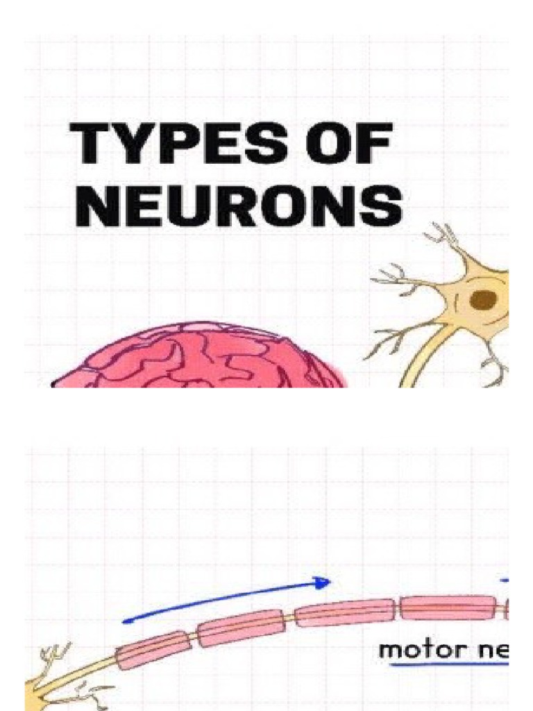 Types of Neurons | PDF