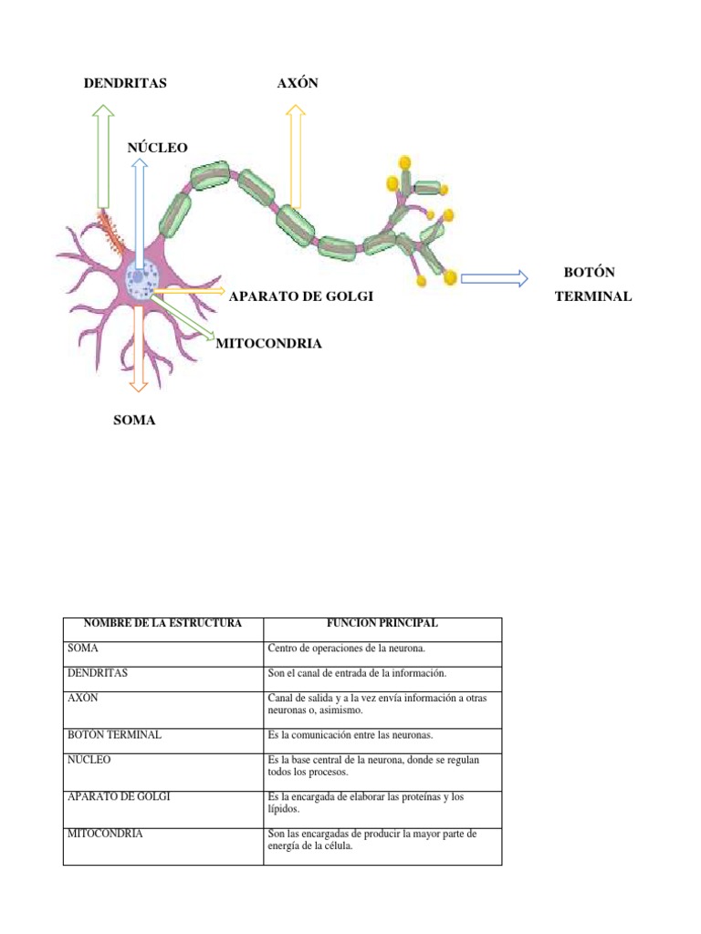 Dibujo de la neurona y sus partes | PDF | Informática | Tecnología