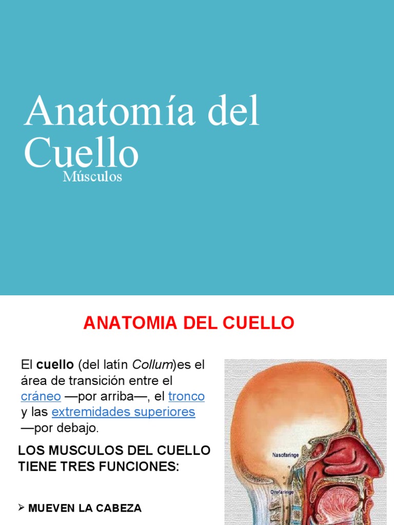 Anatomia Del Cuello | PDF | Anatomía | Sistema musculoesquelético