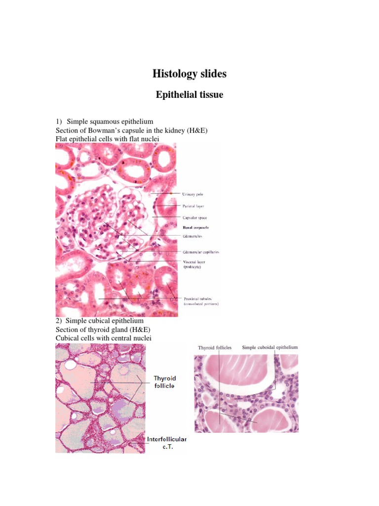 Histology Slides: Epithelial Tissue | PDF | Epithelium | Connective Tissue