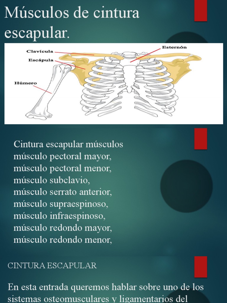 Musculos Escapular y Pelvicos | PDF | Pelvis | Hombro