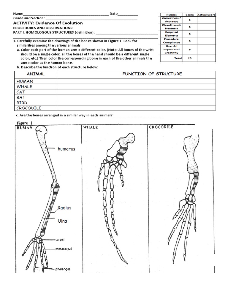 Evidence of Evolution | Download Free PDF | Evolution | Proteins