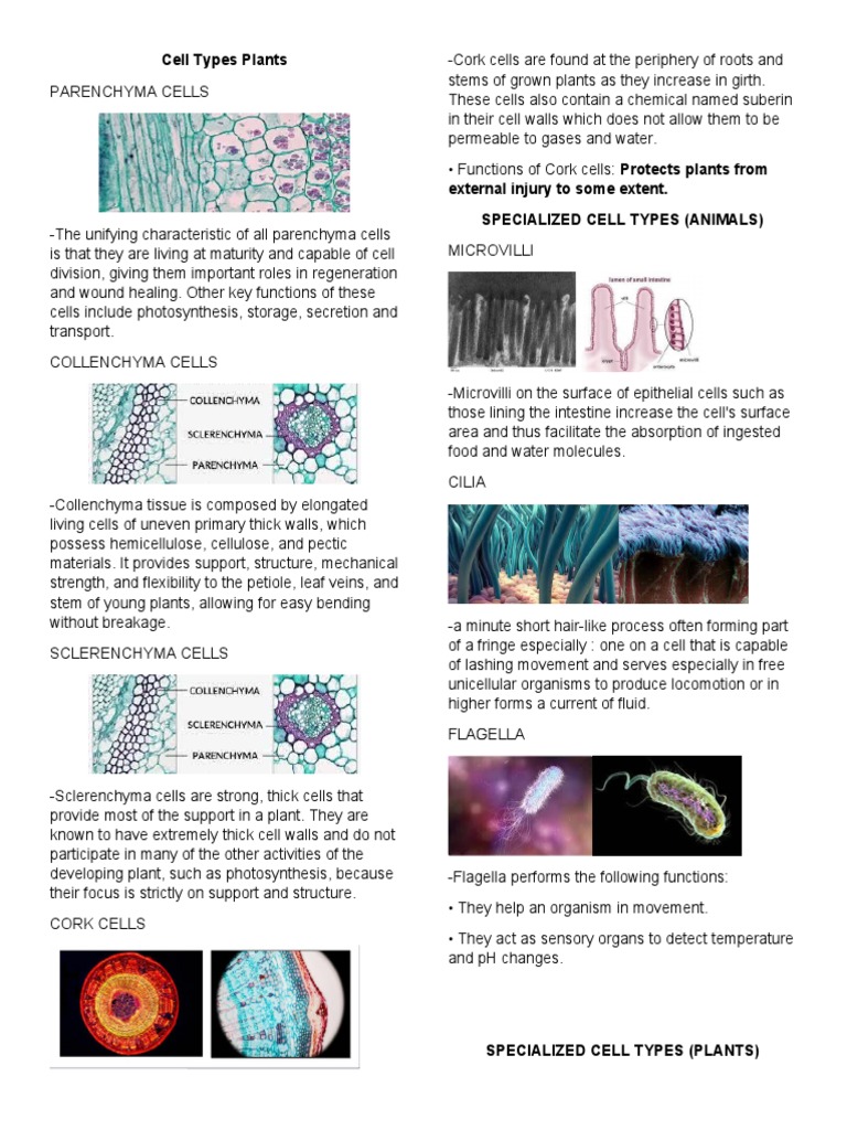 Cell Types Plants | PDF | Leaf | Anatomy