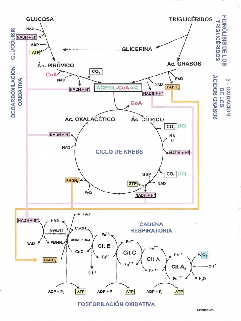 Esquema Rutas metabólicas | PDF