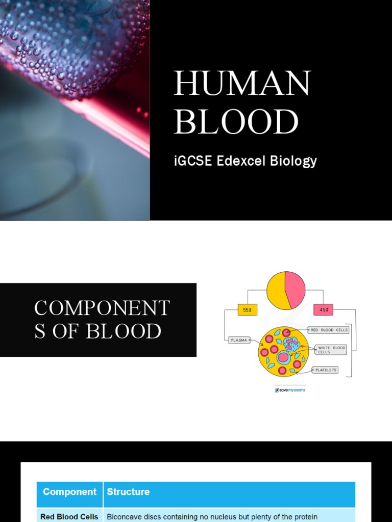 Human Blood: iGCSE Edexcel Biology | PDF | Heart Valve | Heart