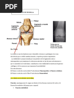 Signo del Témpano y Fabela en Rodilla | PDF | Rodilla | Pie