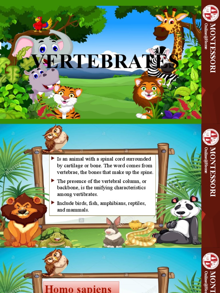 Vertebrates | PDF