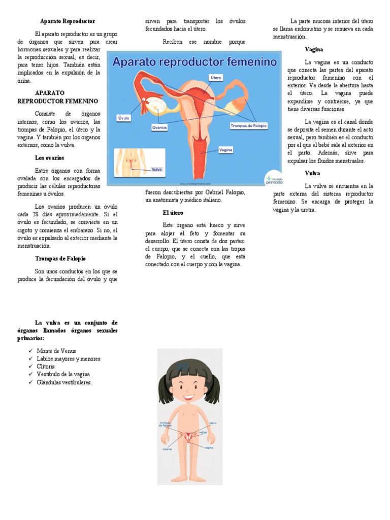 Aparato Reproductor Femenino | PDF | Sistema reproductivo | Vagina
