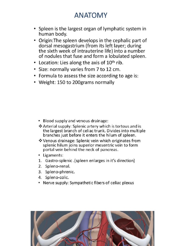 Spleen Anatomy | PDF | Metastasis | Spleen