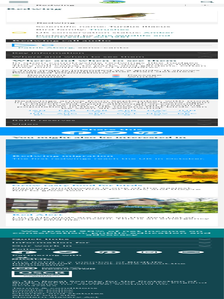 Redwing Bird Facts Turdus Iliacus - The RSPB | PDF