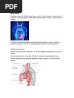 ESÒFAGO (Anatomía, Embriología, Histología y Fisiología) | PDF ...