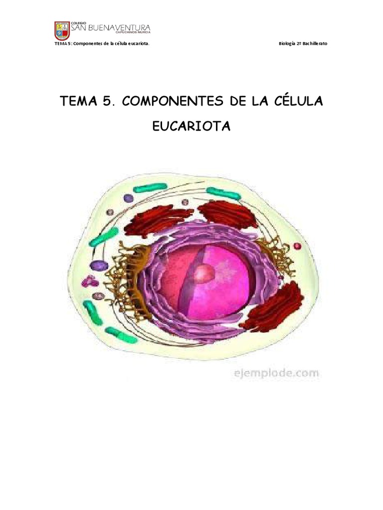 Tema 5 Componentes de La Célula Eucariota - Compressed | PDF | Retículo ...