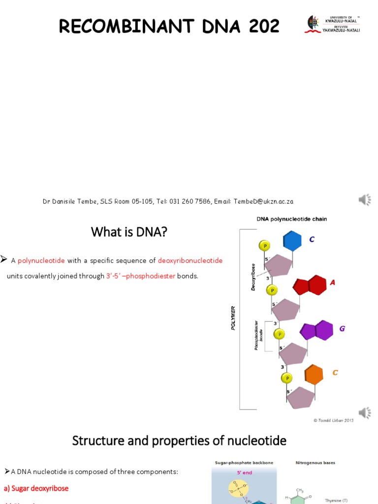 DNA Structure Central Dogma | PDF | Nucleotides | Dna