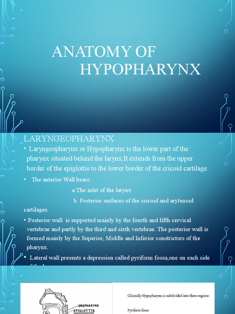 Anatomy of Hypopharynx | PDF | Larynx | Neck