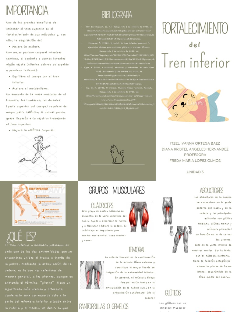 Tren Inferior | PDF | Anatomía | Extremidades (anatomía)