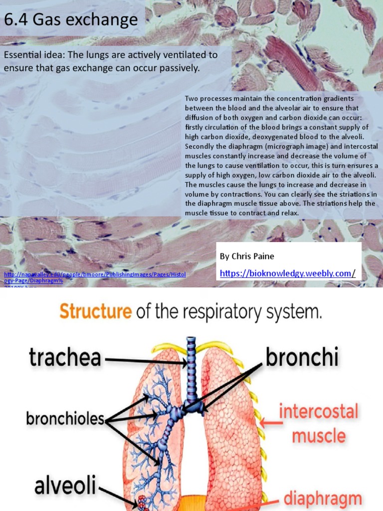 Gas Exchange and Lung Health | PDF | Lung | Breathing