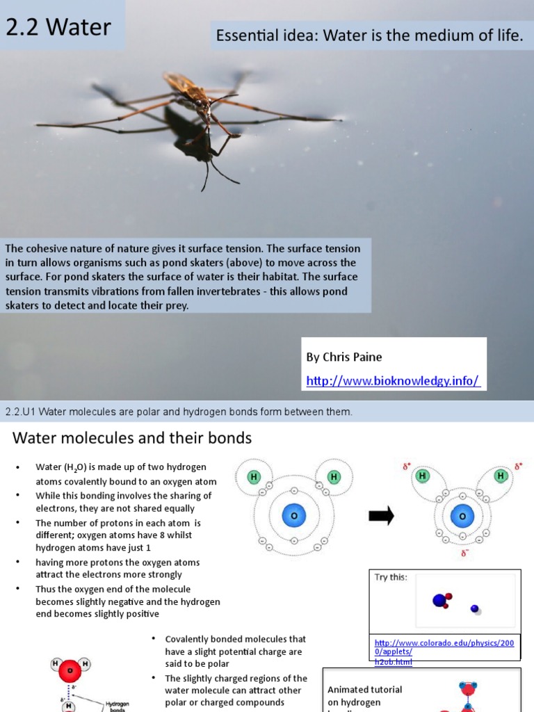 Biok 2.2 Water | PDF | Properties Of Water | Water