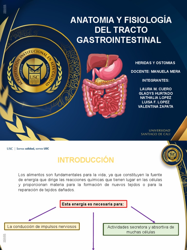 ANATOMIA Y FISIOLOGIA DEL TGI (MODULO 6) | PDF | Digestión | Sistema ...