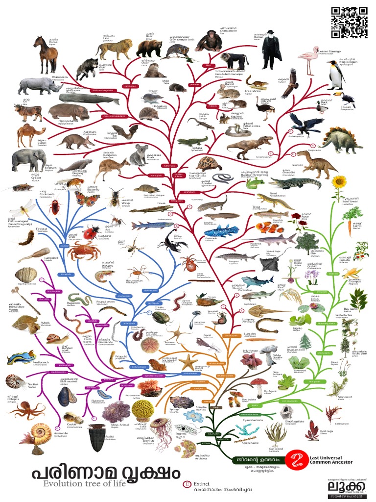 Evolution Tree of Life: Extinct | PDF