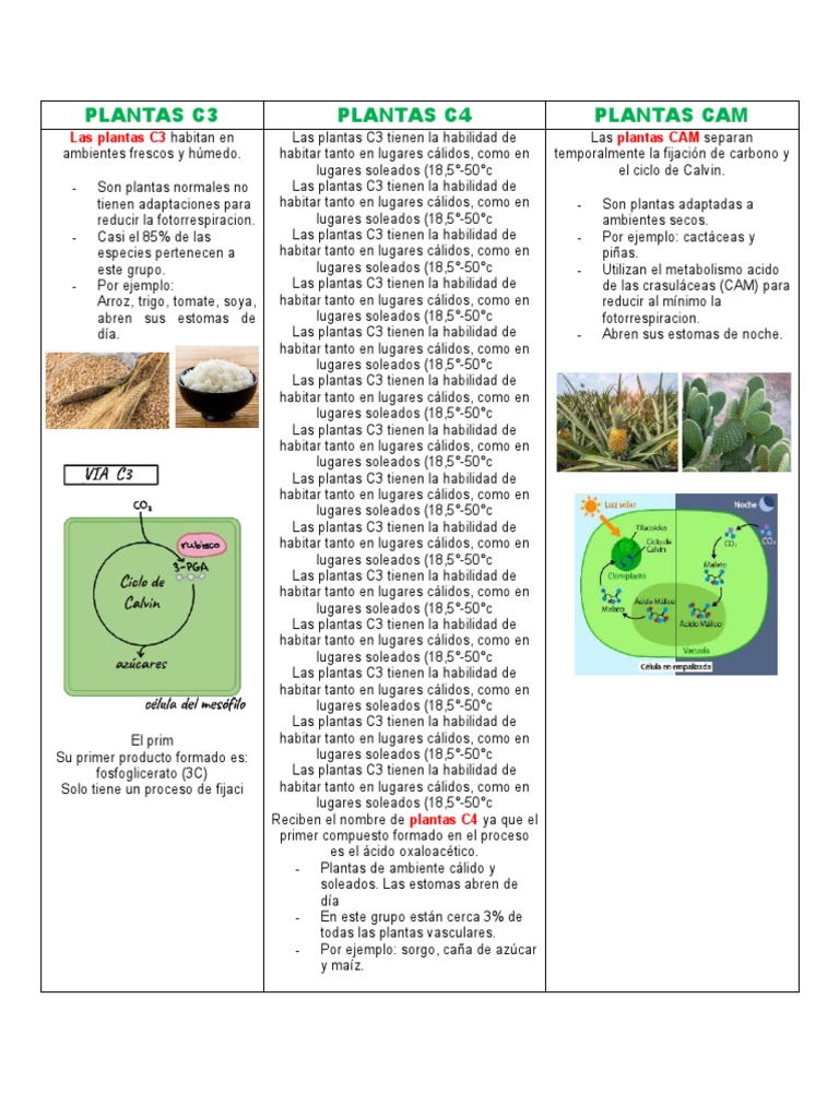 Plantas C3 | Descargar gratis PDF | Fotosíntesis | Dióxido de carbono