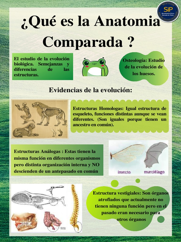 ¿Qué Es La Anatomia Comparada ?: Evidencias de La Evolución | PDF