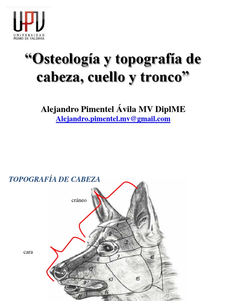 "Osteología Y Topografía de Cabeza, Cuello Y Tronco": Alejandro ...