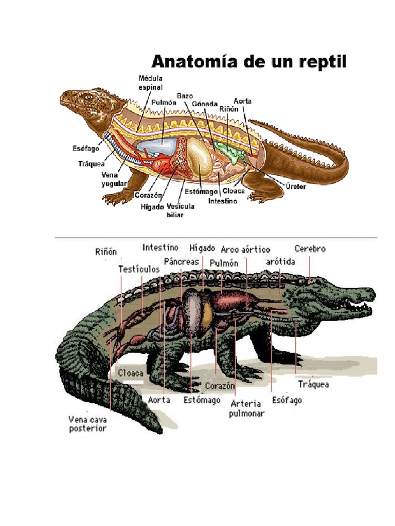 Anatomia de Los Reptile (Imagen) | PDF
