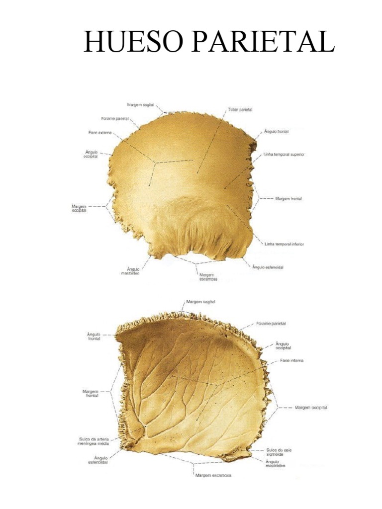 Anatomía del Hueso Parietal | PDF