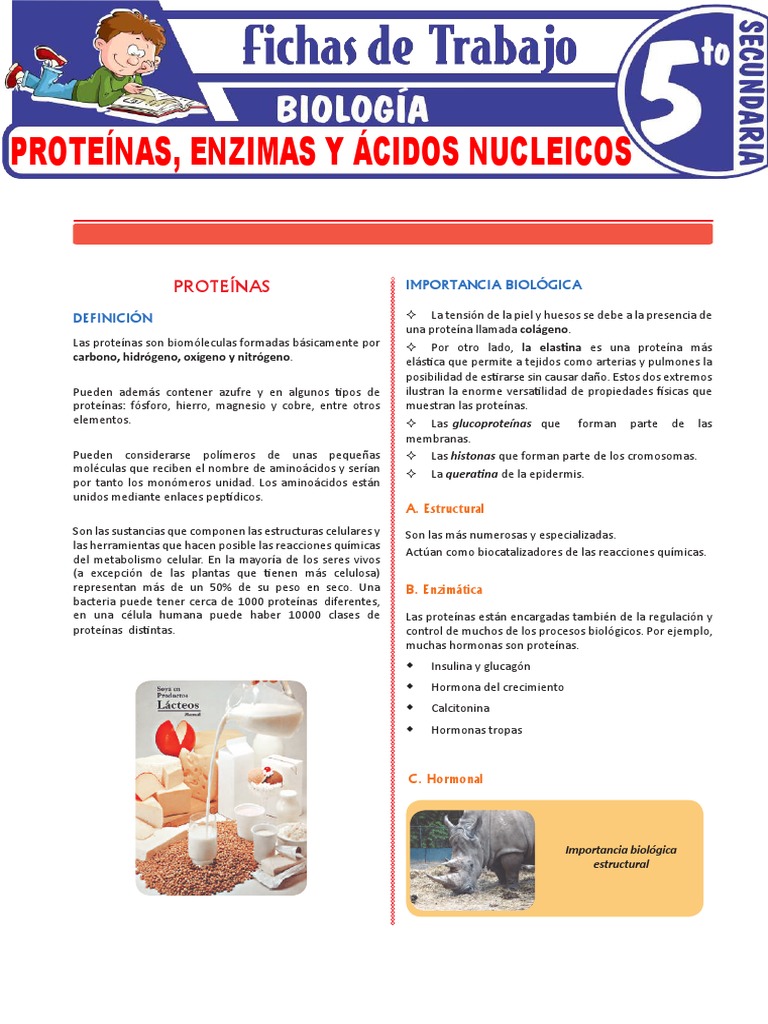 Proteínas, Enzimas Y Ácidos Nucleicos | PDF | Rna | Adn