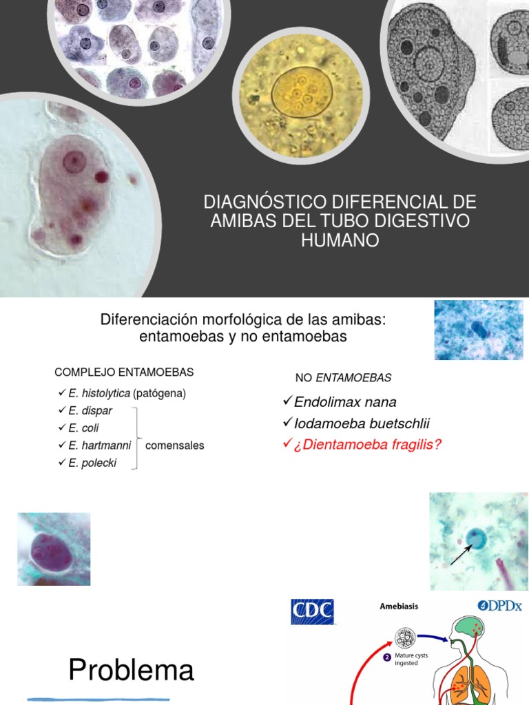 Diferenciación Morfológica de Las Amebas | PDF